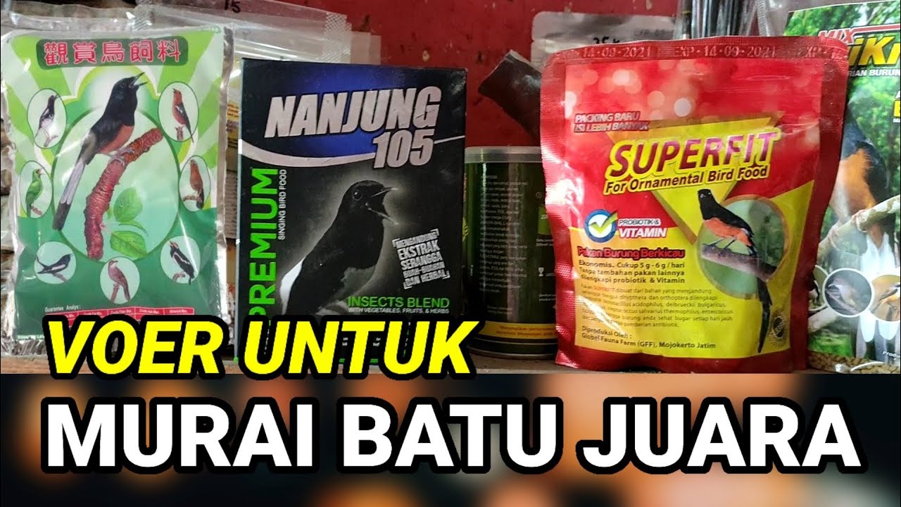 VOER MURAI BATU JUARA - YouTube
