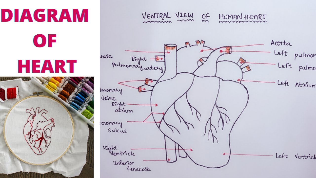 HOW TO DRAW HEART DIAGRAM[ventral view] ||DRAW HEART IN 5 MINUTES ...