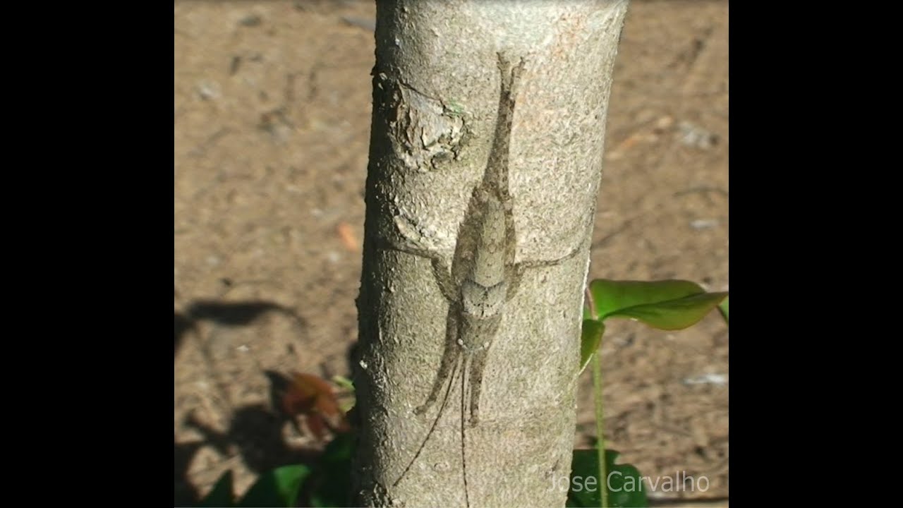 Nymph of Cymatomerini (Pseudophyllinae) Shrimp of dry land - Brazil ...