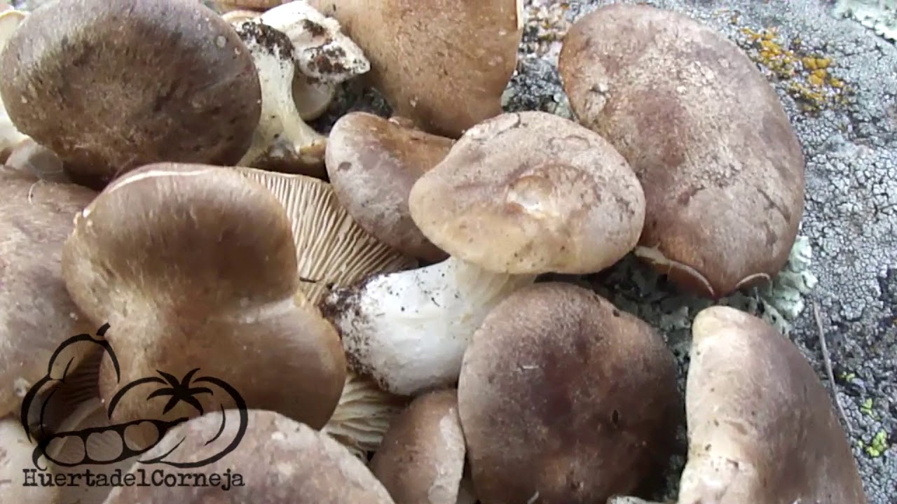 Recolectando setas de cardo. Pleurotus eryngii. - YouTube