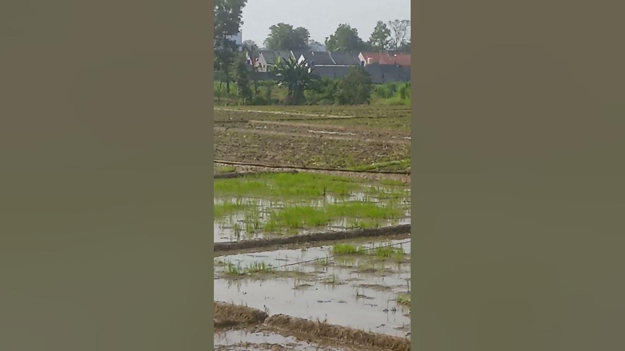 Semoga Menjadi Berkahshorts Youtube