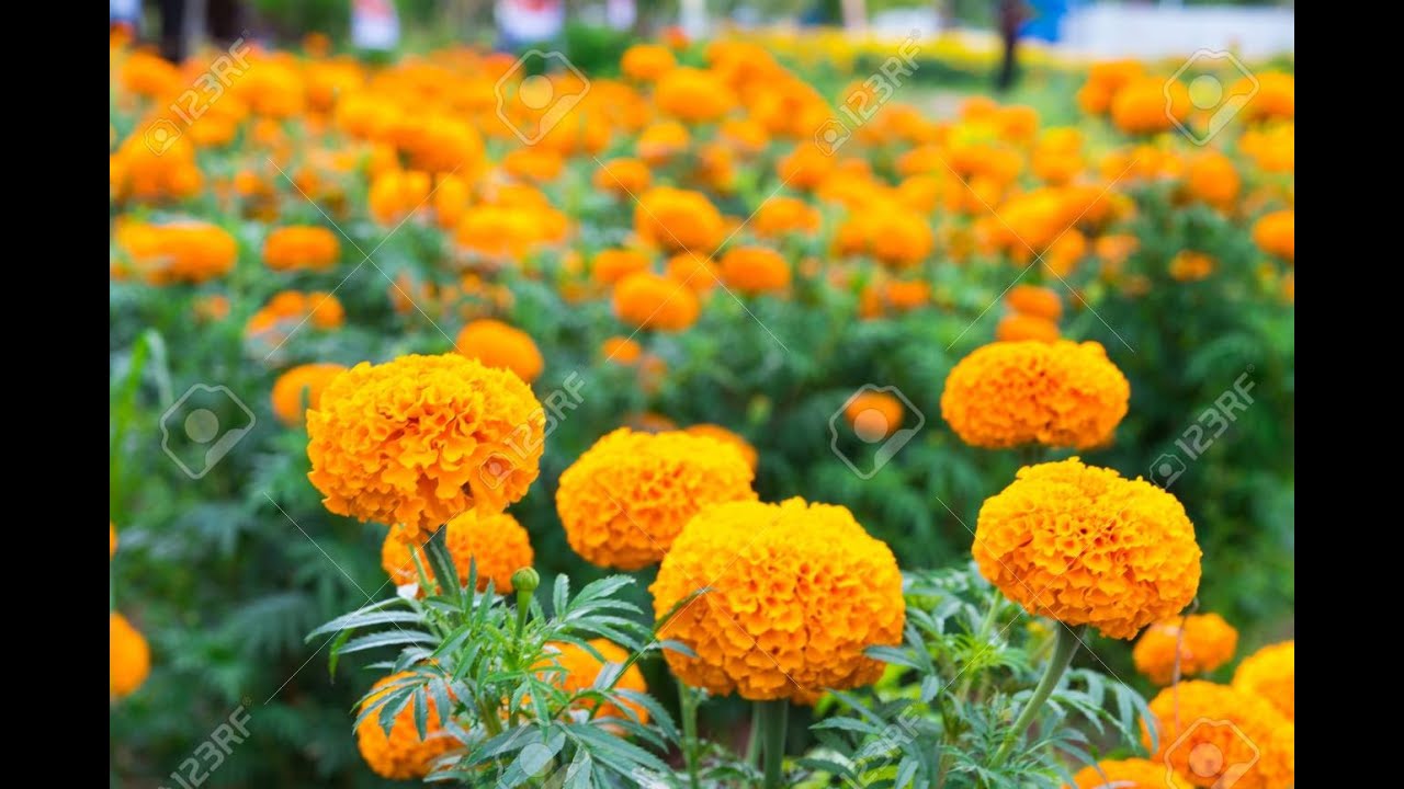 Language of flower Marigold - YouTube