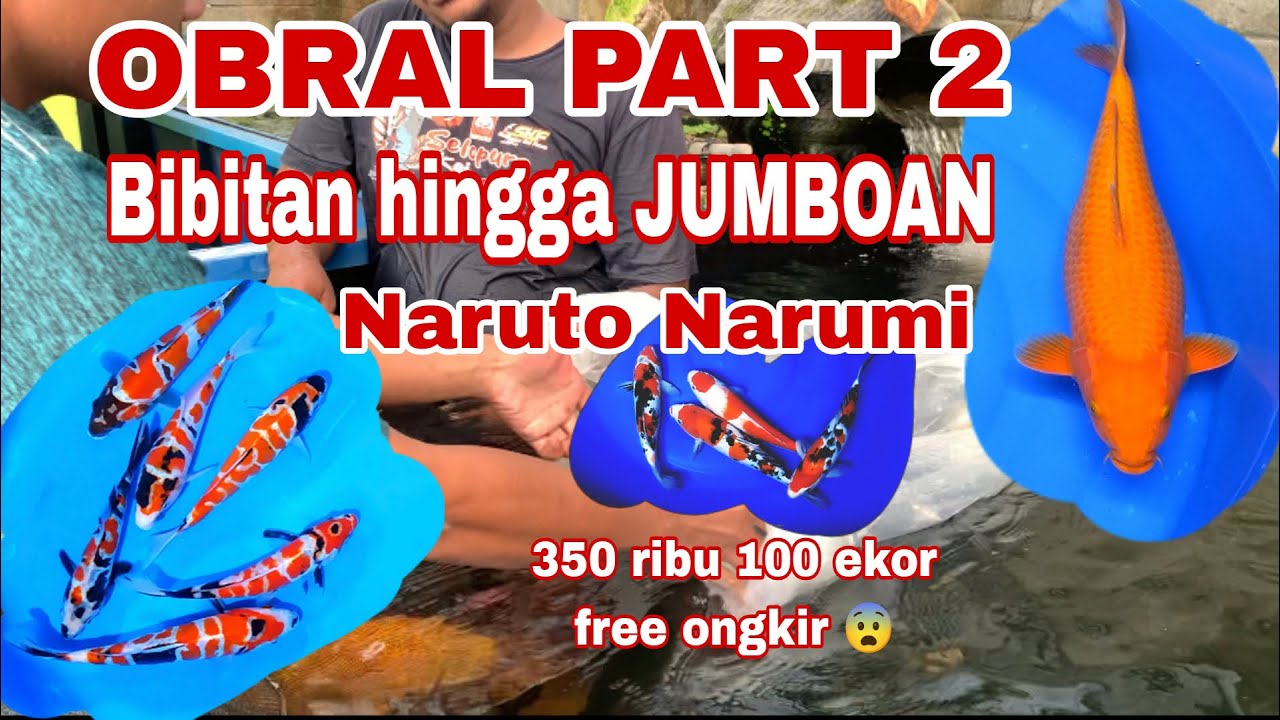 OBRAL PAKET IKAN KOI NARUTO NARUMI ‼️ Bibitan Hingga jumboan 50 cm ...