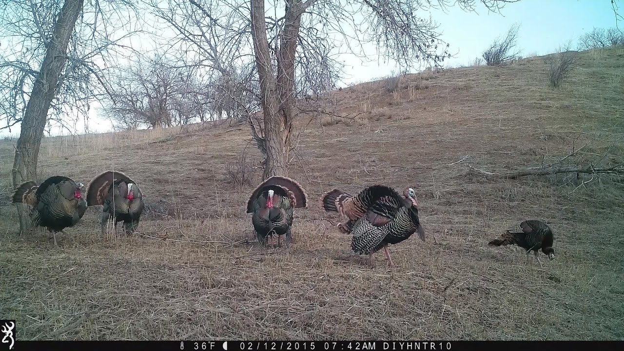 Turkeys in Full HD - Recon Force BTC-7FHD Trail Camera - YouTube