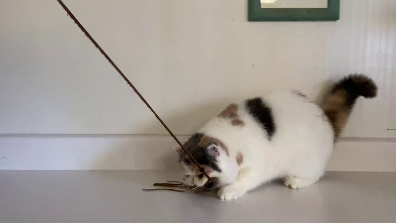 Dilute Calico Exotic Adult Female - YouTube