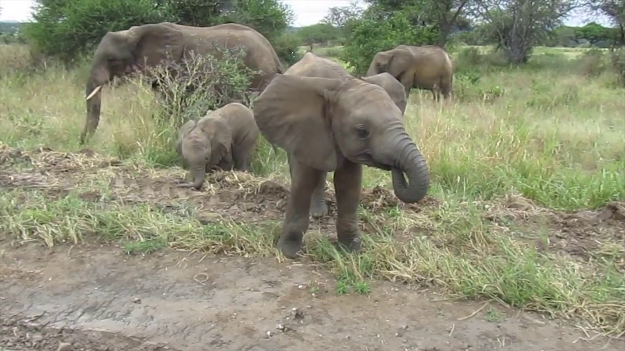Super Support for Elephant Conservation - YouTube