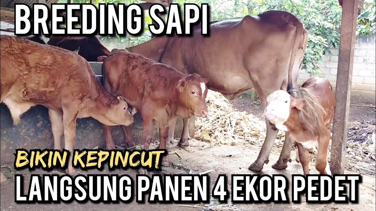 Breeding sapi langsung panen 4 ekor pedet bikin kepincut - YouTube