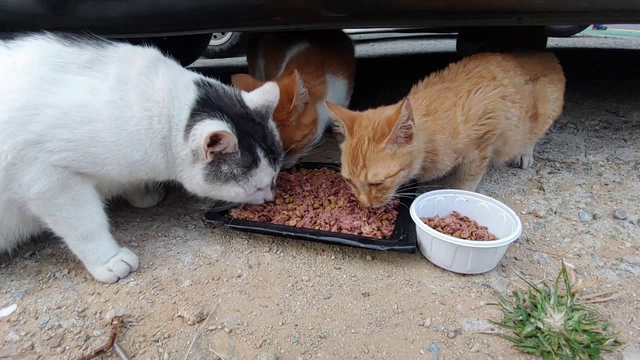 길냥이 밥주다가 충격적인 말을..... /길냥이먹방/Muk Bang/Cat's eating show/ 꽃동이 - YouTube
