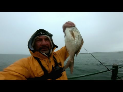 Point Wilson and Geelong Catching pinkies while its raining - YouTube
