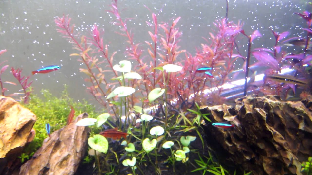 Up aqua atomizer - YouTube