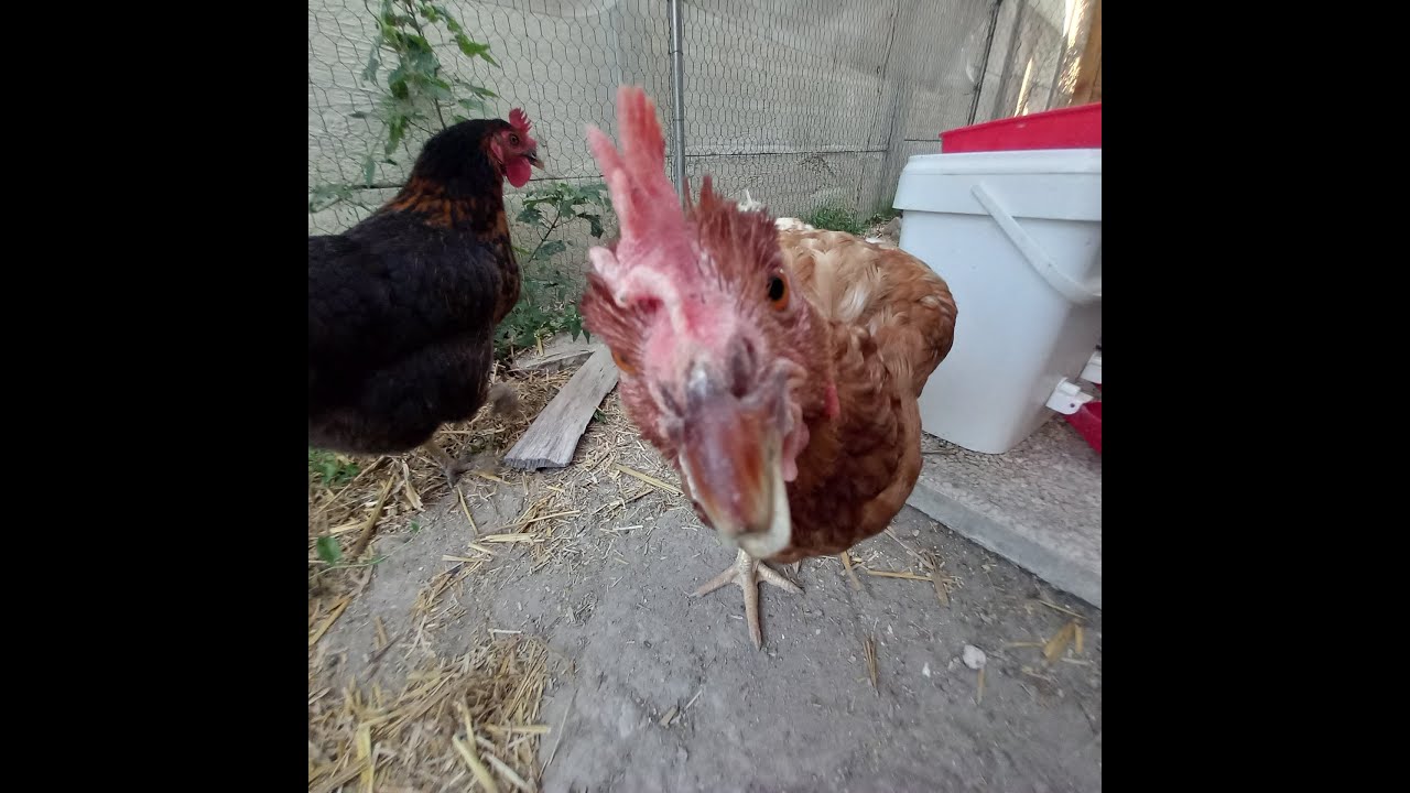 Chicken clan - YouTube