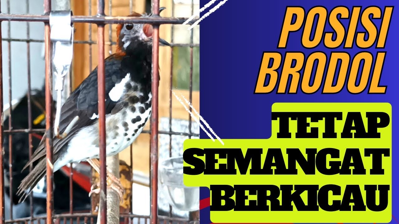Posisi brodol tetap semangat berkicau @RING WILIS - YouTube