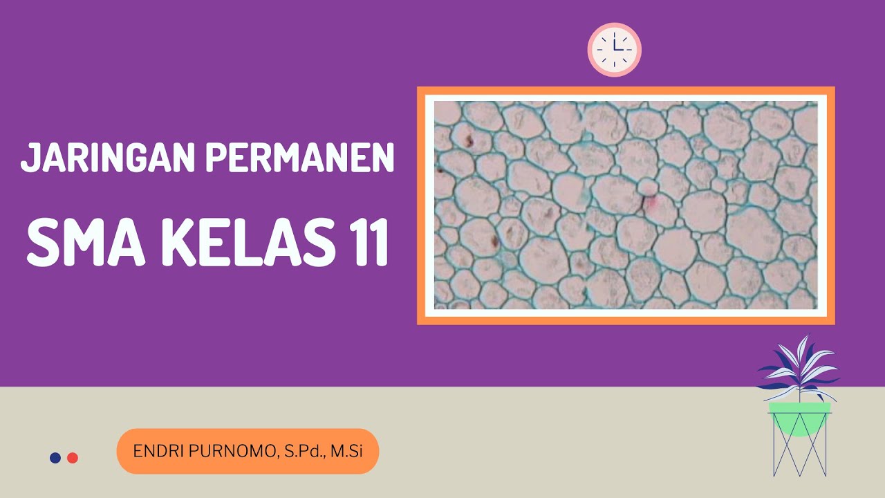JARINGAN PERMANEN PADA TUMBUHAN / BIOLOGI SMA KELAS XI / PERMANENT ...