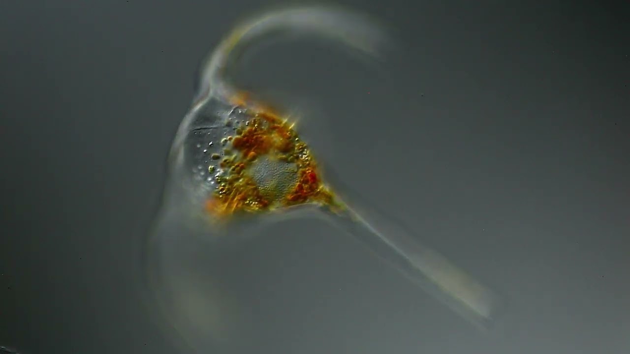 Tripos muelleri - YouTube