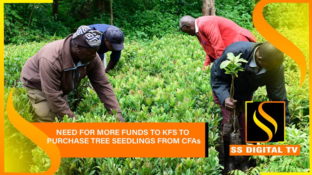 ENVIRONMENTAL CONSERVATION-Government should purchase tree seedlings ...