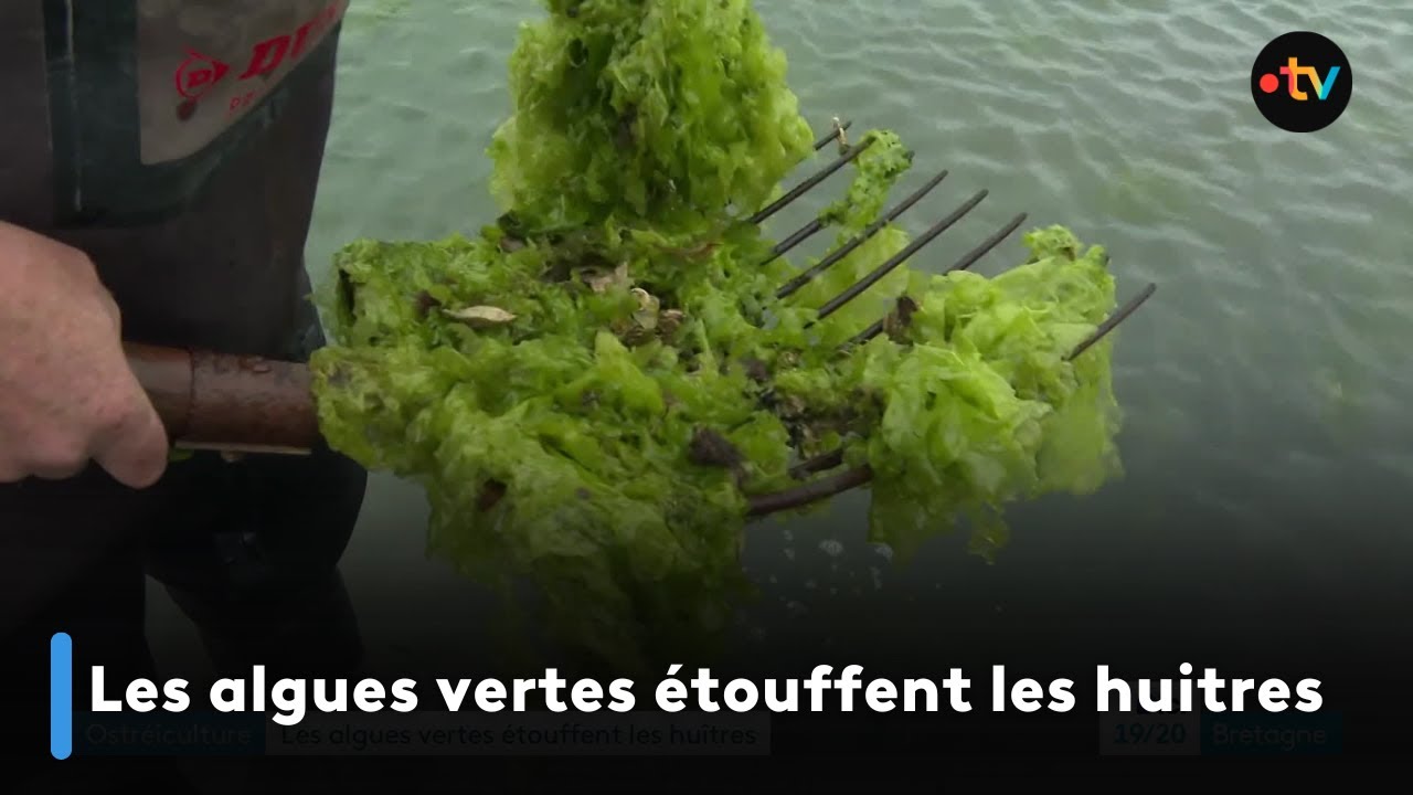 Les algues vertes étouffent les huitres - YouTube