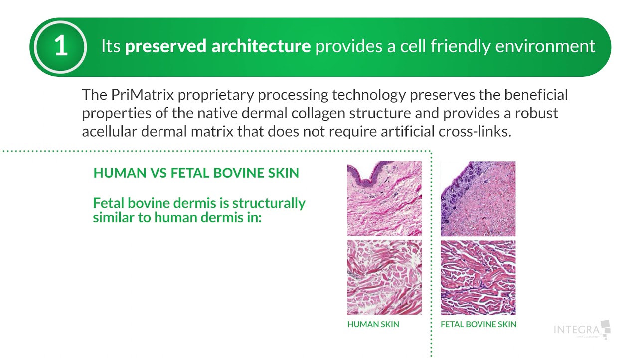 primatrix science video vignette - YouTube