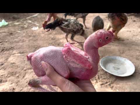 This chicken can’t fly because it Hairless chicken and fires body-funny and cute#foryou#funny#cute
