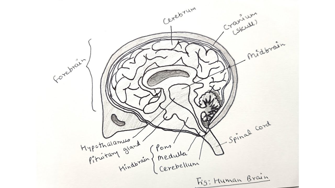 How to draw human brain/ step by step drawing for beginners - YouTube