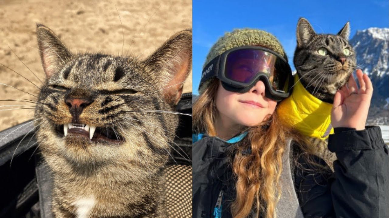 Cat Shocks Owners With How Brave He Is!🤯 - YouTube