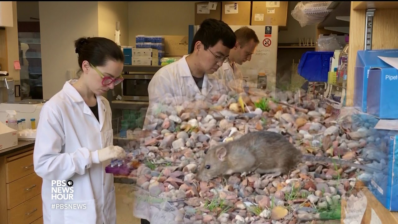 Could genetically engineered mice reduce Lyme disease? - YouTube