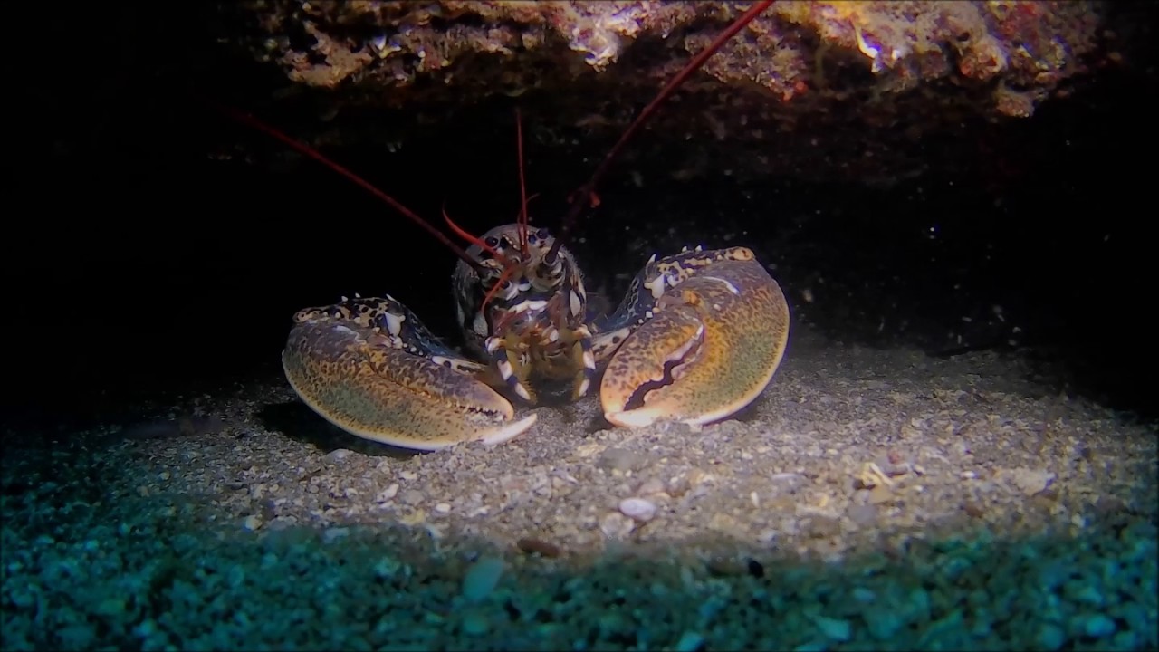 20170106 Homarus gammarus - YouTube