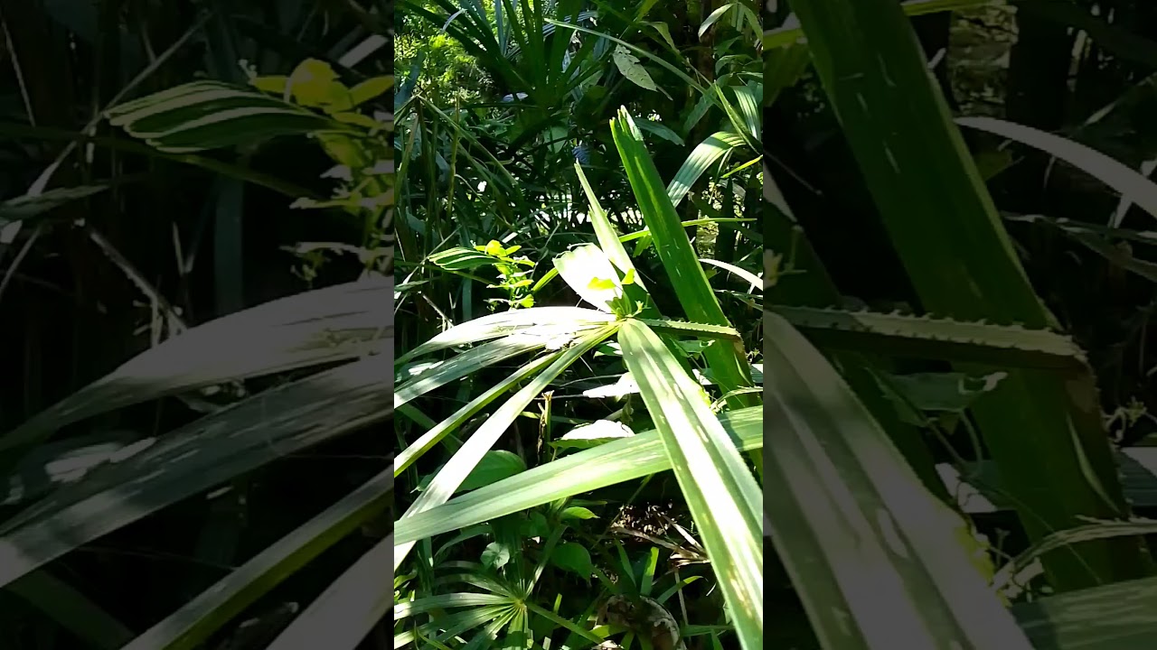 The Buri Tree - YouTube