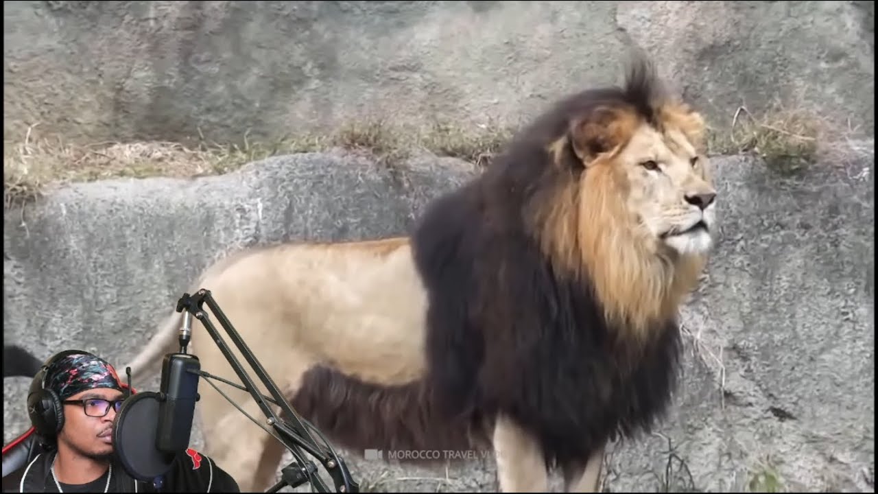 Reacting To The Last Photos of Incredible Animals That Are Already ...