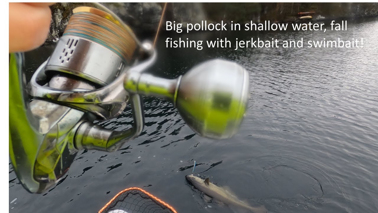 Fishing for pollock using swimbait and jerkbait, Fjordfiskegutta ...