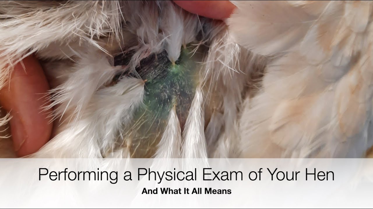 Physical Exam of the Chicken | Sez the Vet - YouTube