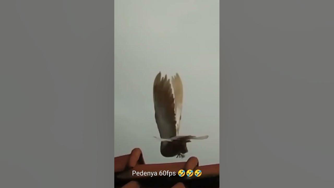 120fps-dikurang-60fps-youtube