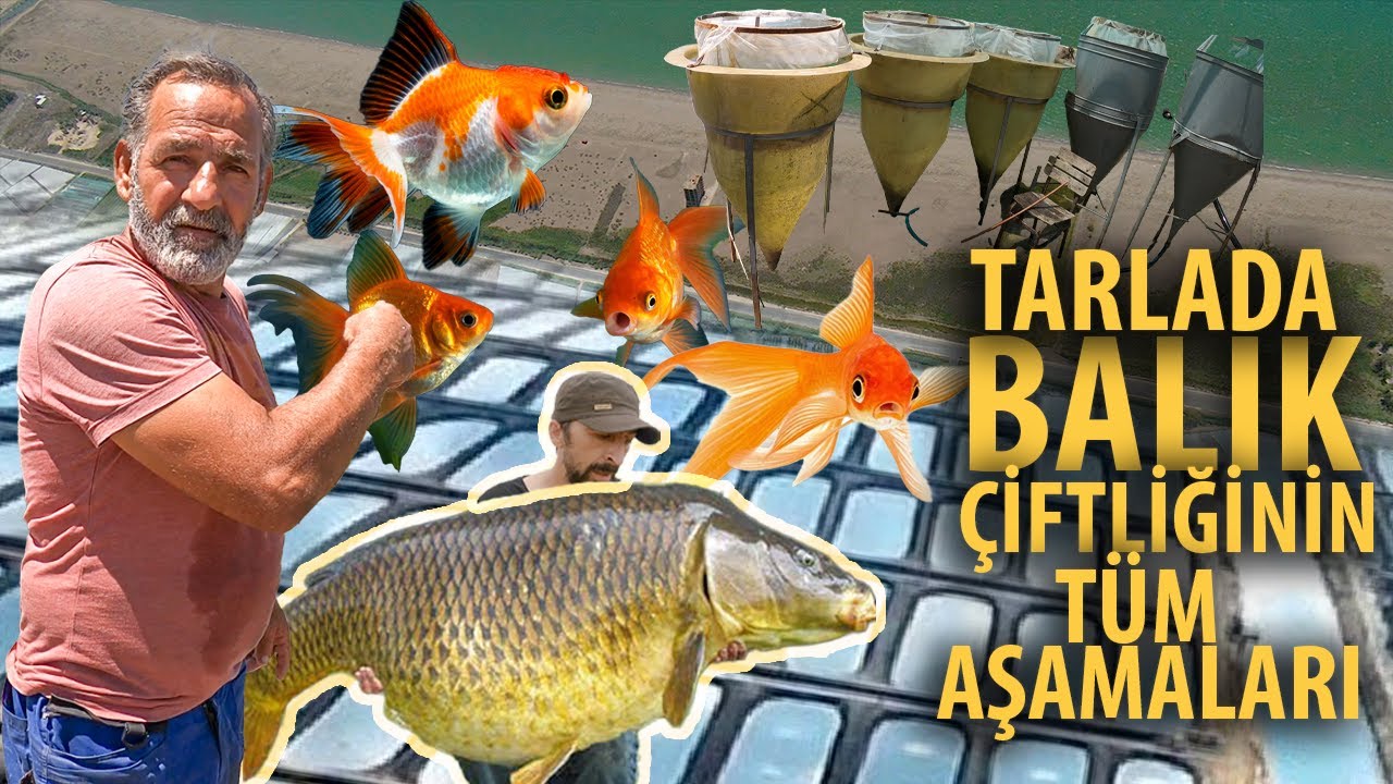 SÜS BALIKÇILIĞI BALIK ÇİFTLİĞİ NASIL KURULUR - TARLADA BALIK YETİŞTİRME ...