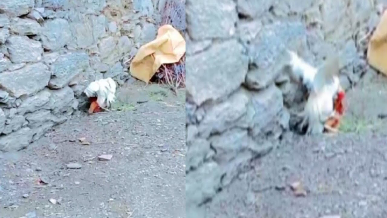 how do chicken mate|chicken mating process|murga murgi crossing video ...