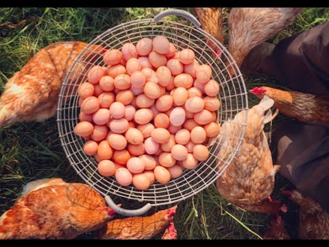 S4 E18 BIRD FLU BAN LIFTED IN SWEDEN - YouTube