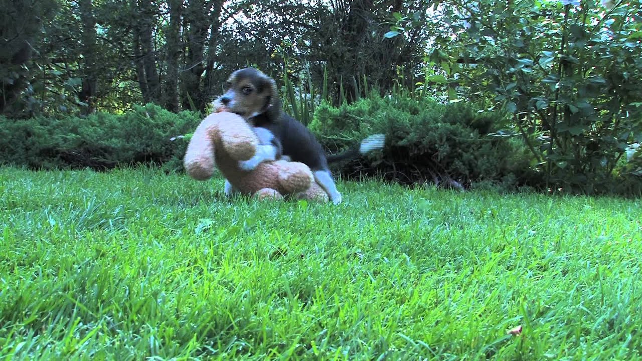 Cute Beagle Puppy Attacks Ugly Dog - YouTube