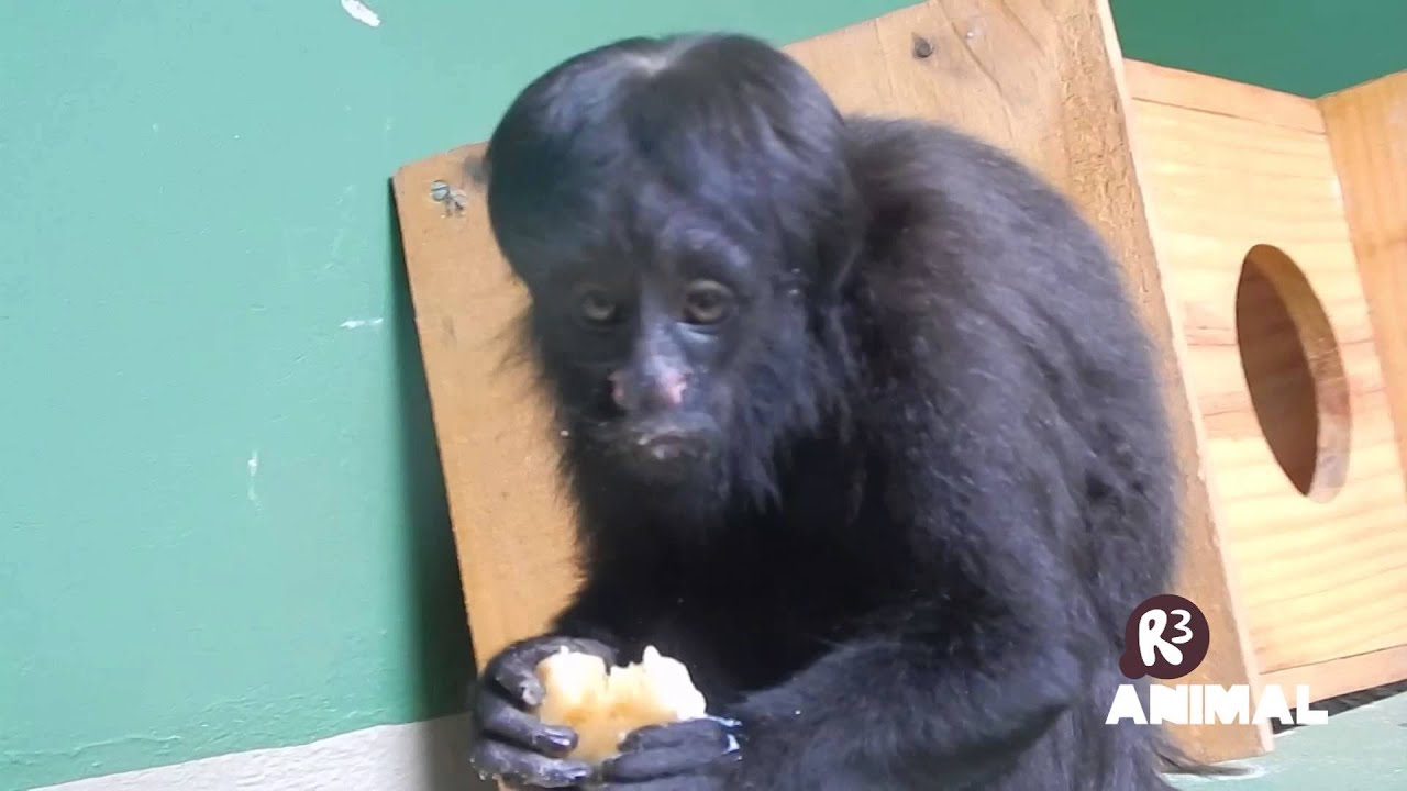 Cuxiú preto - R3 Animal - YouTube