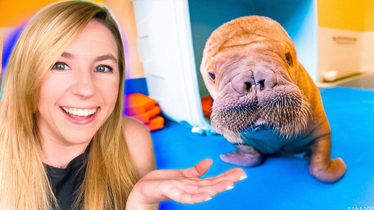 Rescued Baby Walrus Needs 24/7 Care and Cuddles - YouTube