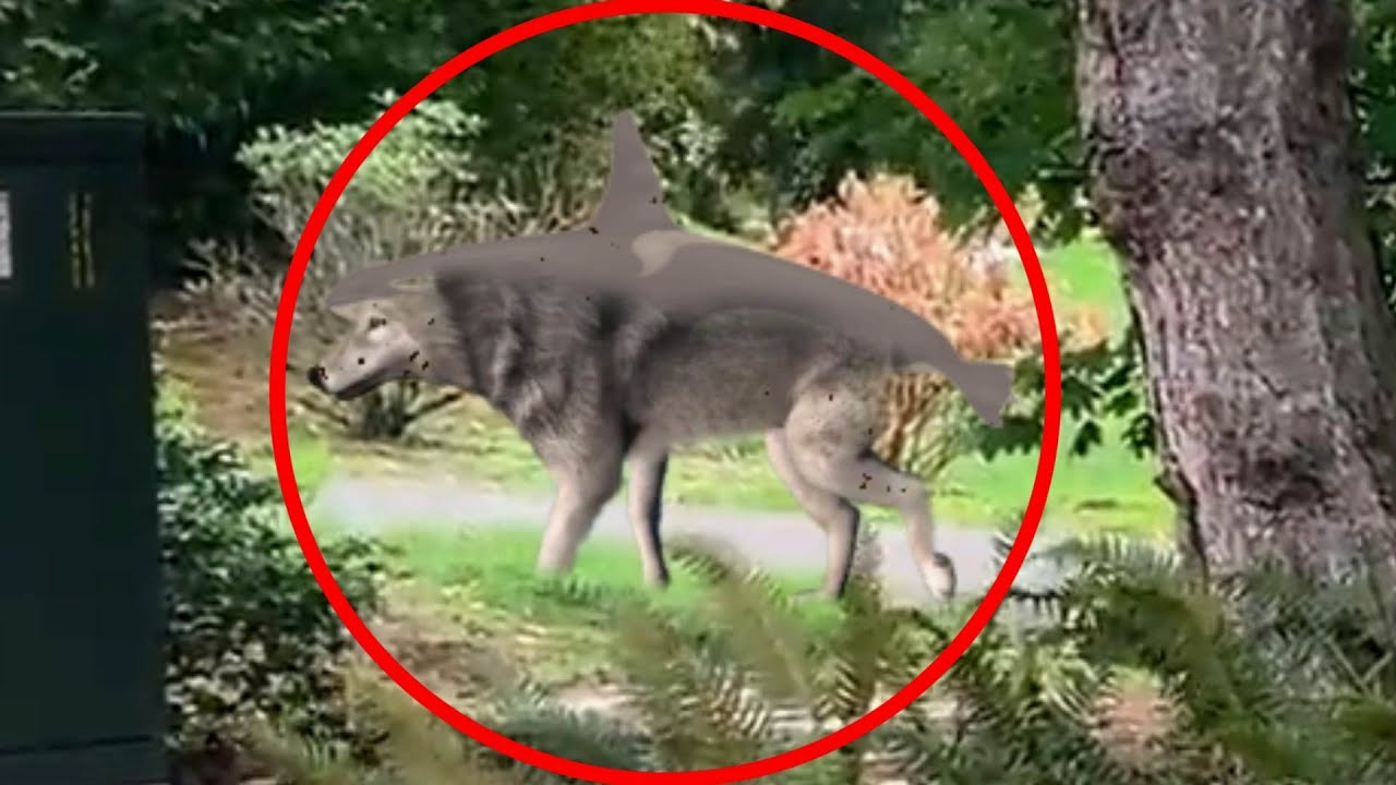 Akhlut Orca-wolf shapeshifter sighting in Siberia, Inuit, Eskimo ...