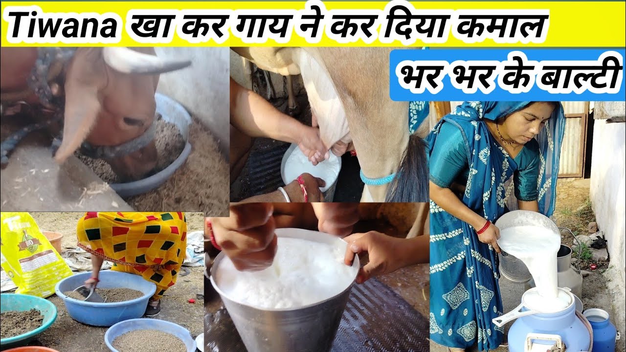 2 महीने की ब्याई हुई गाय ने बाल्टी भर डाली l टीवाना खिलाने के क्या ...