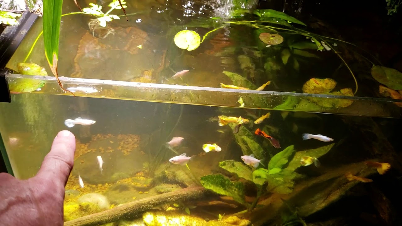 Surprise Appearances In My Waterfall Tank - YouTube