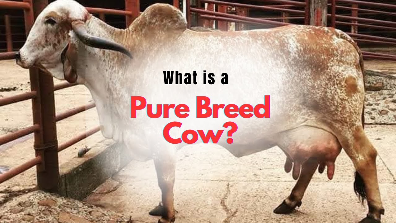 What is a Pure Breed cow? - YouTube