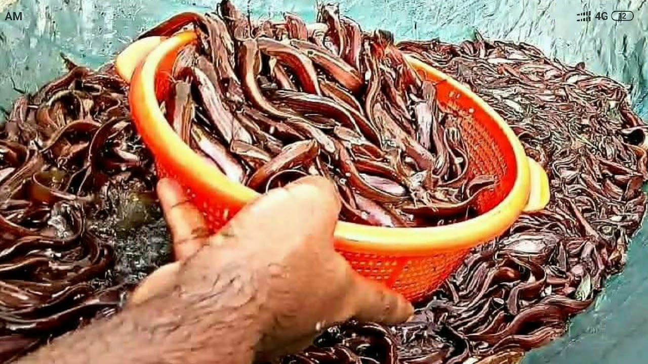 Singhi fish farming details part 1 - YouTube