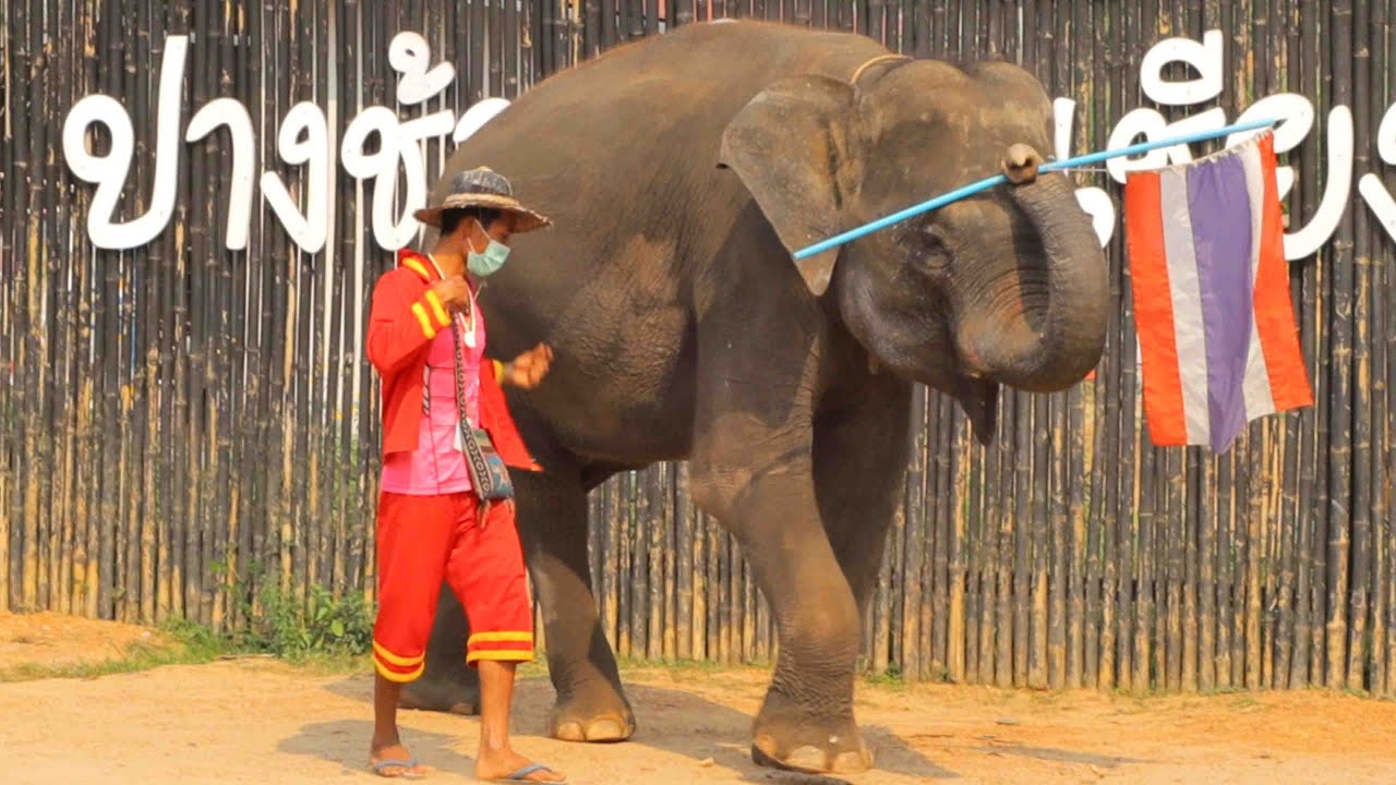 Elephant Show - YouTube