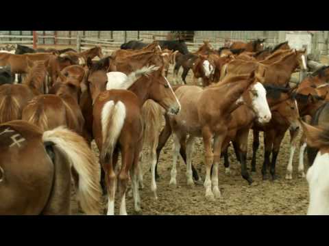 The Life of Our Bucking Stock