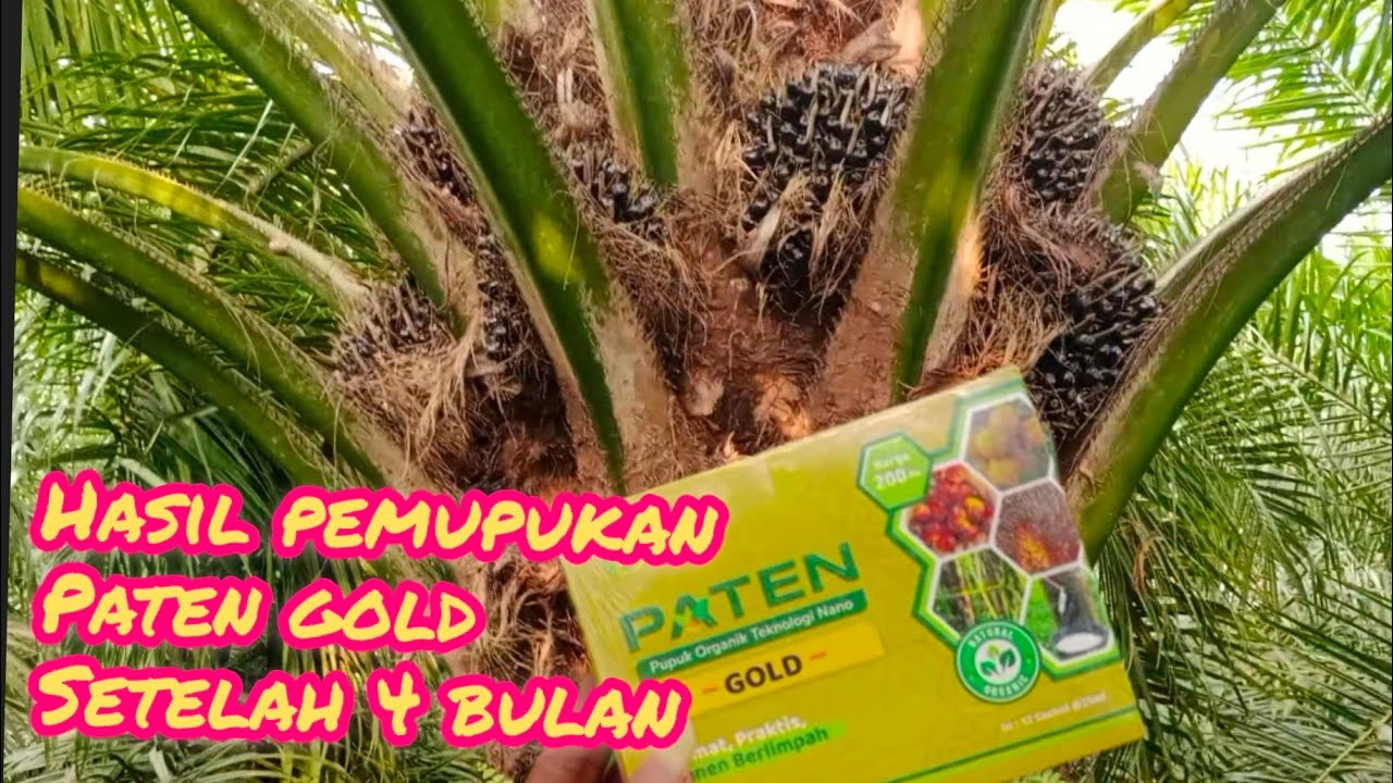 Hasil Aplikasi Pupuk Paten Gold setelah 4 bulan @PNSNagan - YouTube