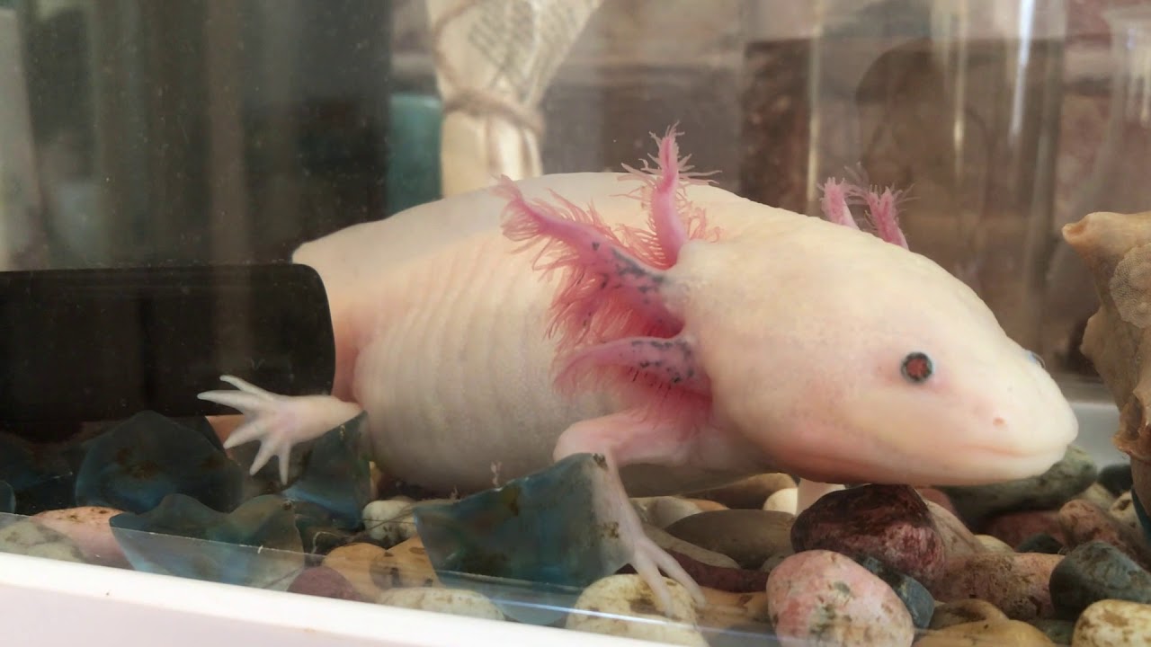 Wooper looper2 - YouTube