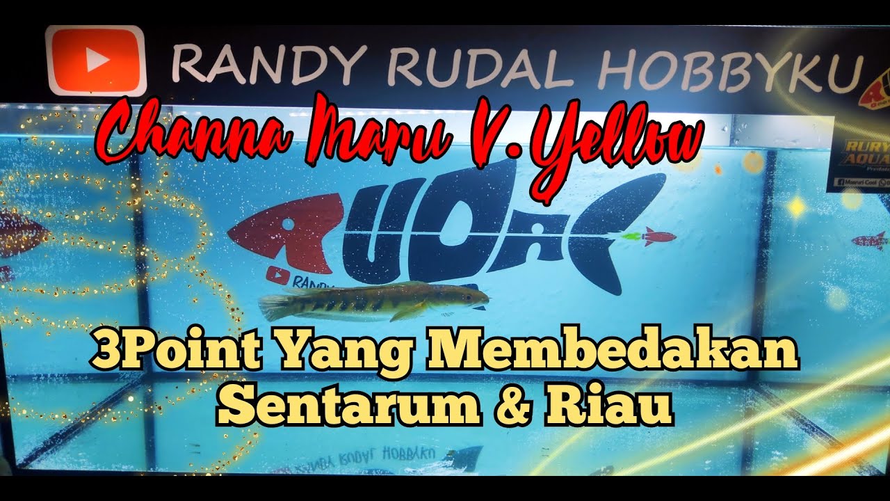 Cara Membedakan CHANNA MARU YELLOW SENTARUM DAN CHANNA MARU RIAU - YouTube