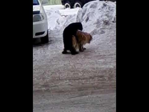 Порно собак - YouTube