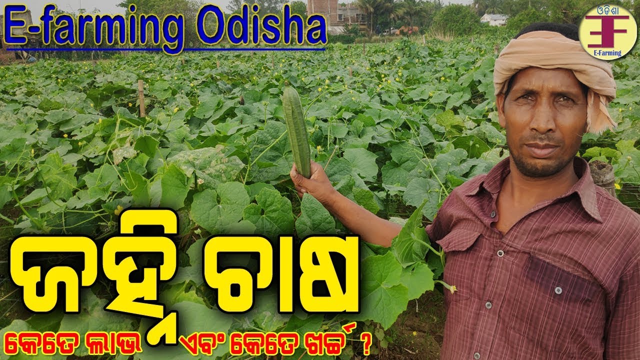 ଜହ୍ନି ଚାଷ (Ridge gourd farming in odisha) , ଚାଷୀଙ୍କ ସହିତ ଆଲୋଚନା । - YouTube