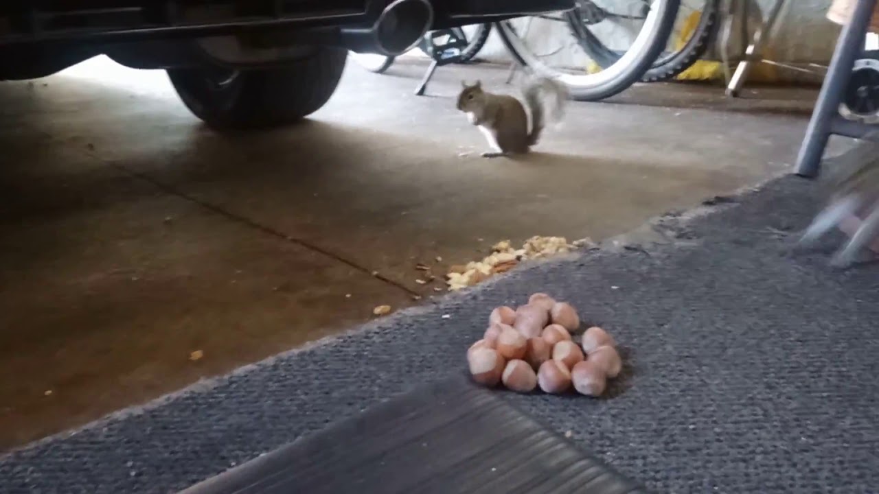 TGIF Squirrels - YouTube